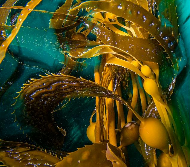 Fill ‘er up with kelp? | Peak Everything, Overshoot, & Collapse